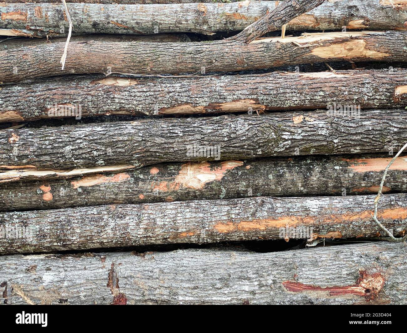 A close-up shot of a stack of freshly cut and harvested raw wood trees ...