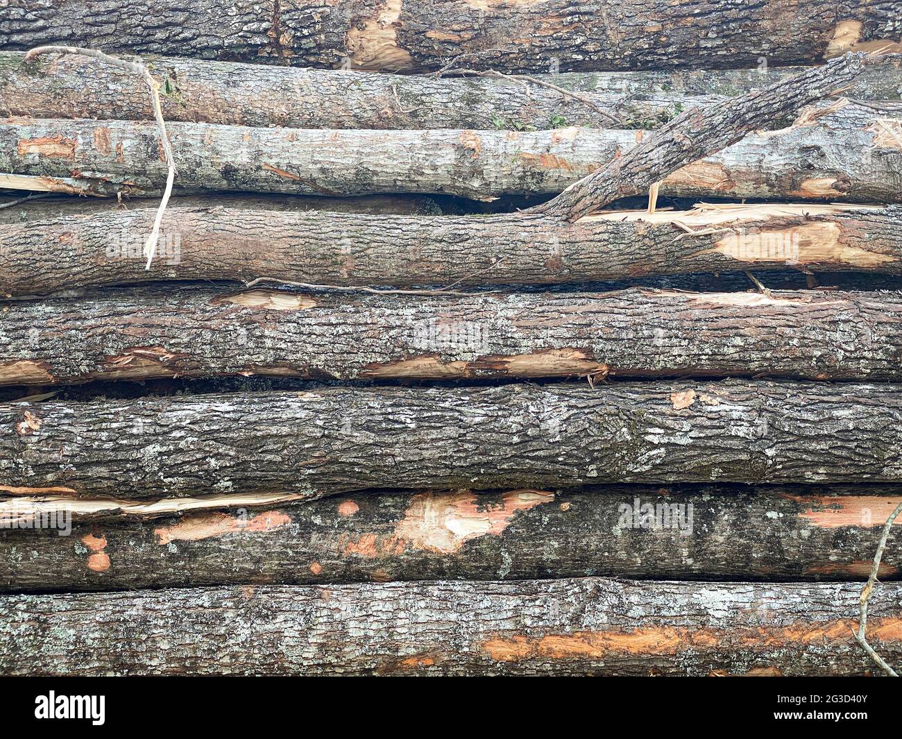 A close-up shot of a stack of freshly cut and harvested raw wood trees ...