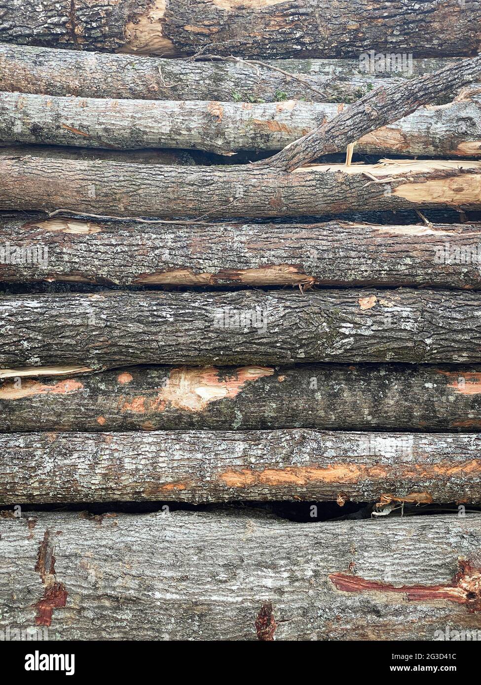 A close-up shot of a stack of freshly cut and harvested raw wood trees ...