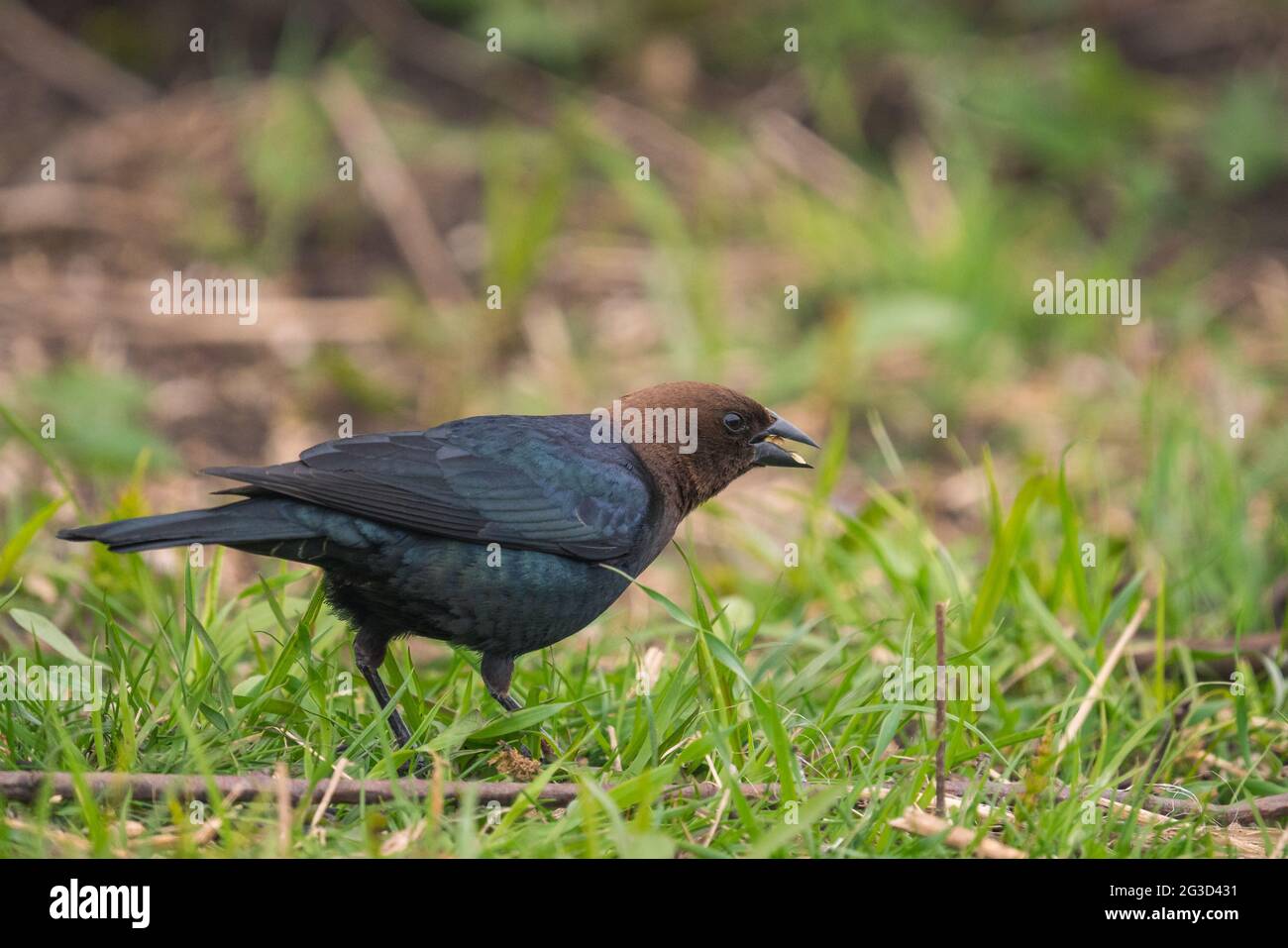 Brown headed cow corpse hi-res stock photography and images - Alamy