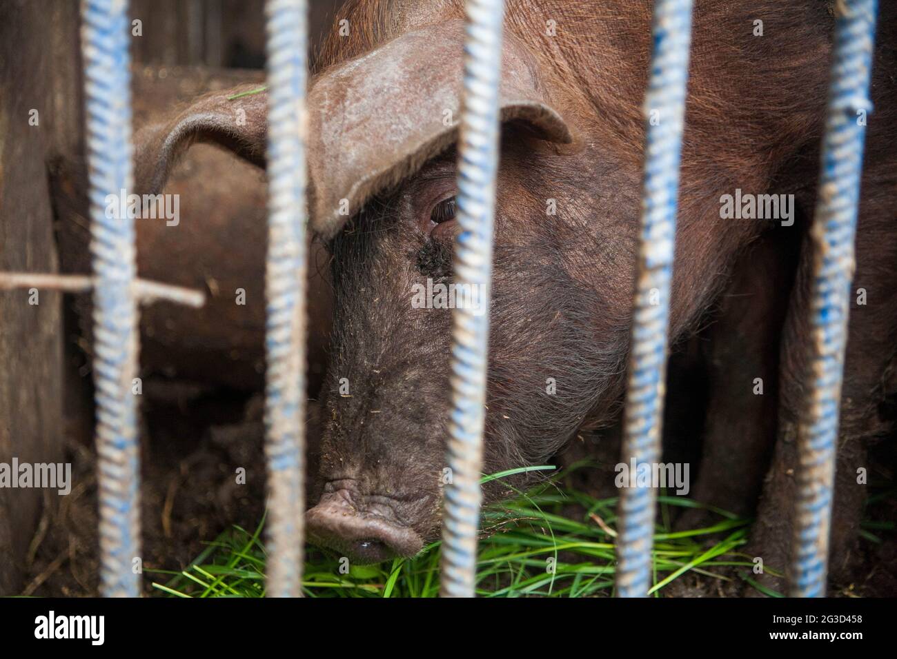 unfortunate piglet suffers trapped in a cage behind bars at a meat farm ...