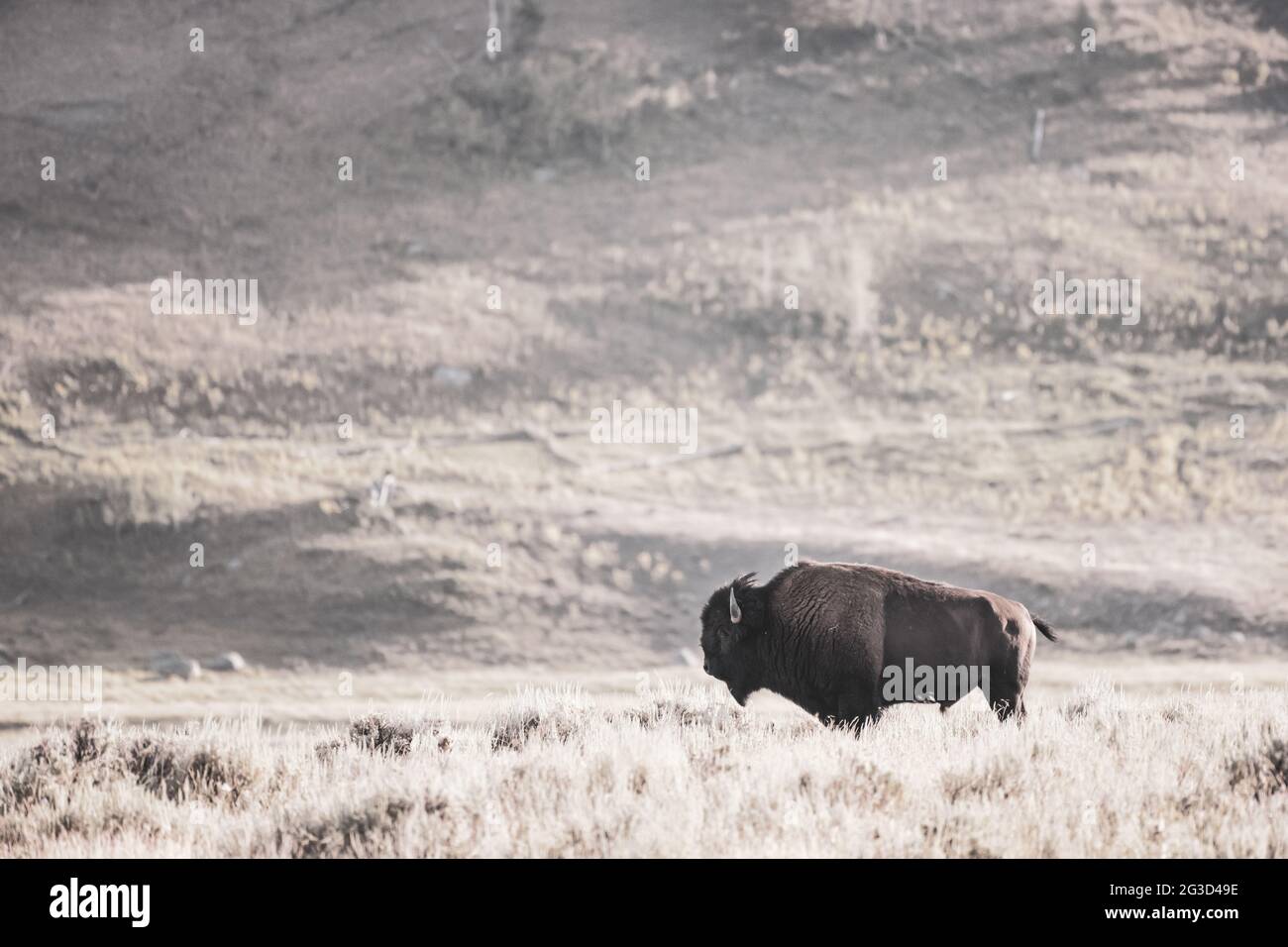 Bright Exposure Of Male Bison On Ridge in Yellowstone Stock Photo - Alamy