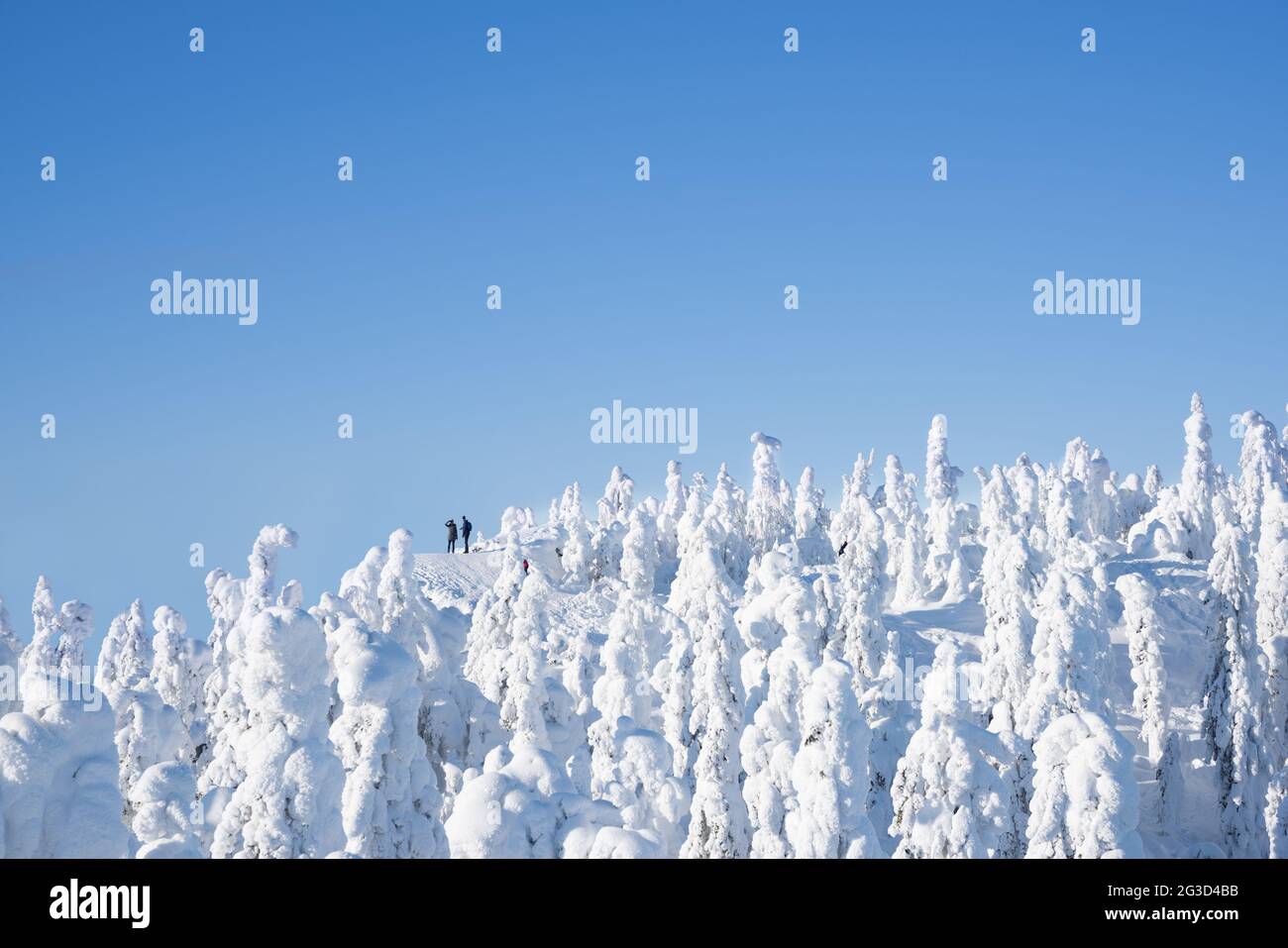 Group of hikers enjoying a beautiful winter landscape in Koli National ...