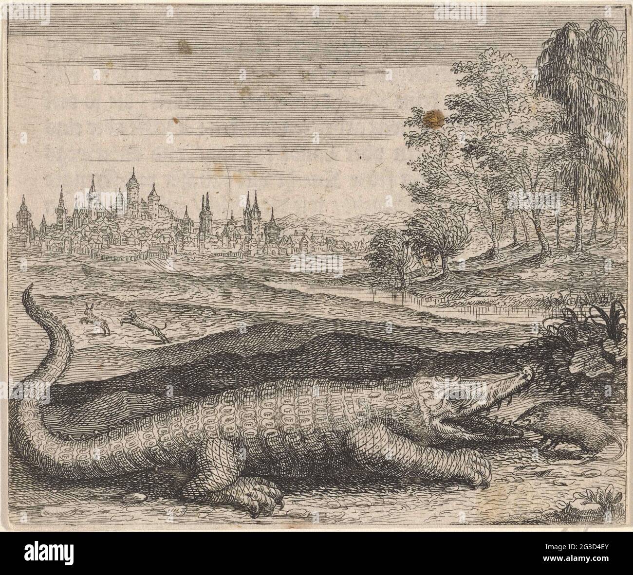 Mongoose and teeth hi-res stock photography and images - Alamy