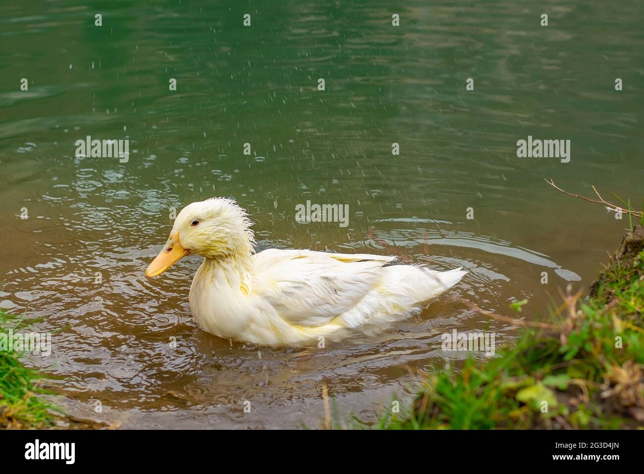 wet, white domestic duck swims, bathing in the pond against the ...