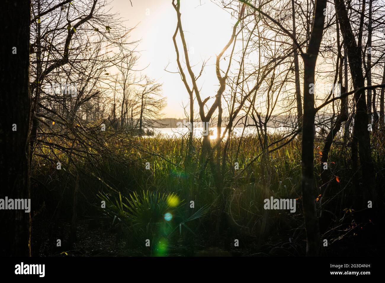 Bright Sun Bursts Over Swamp In The Evening in Louisiana Stock Photo ...