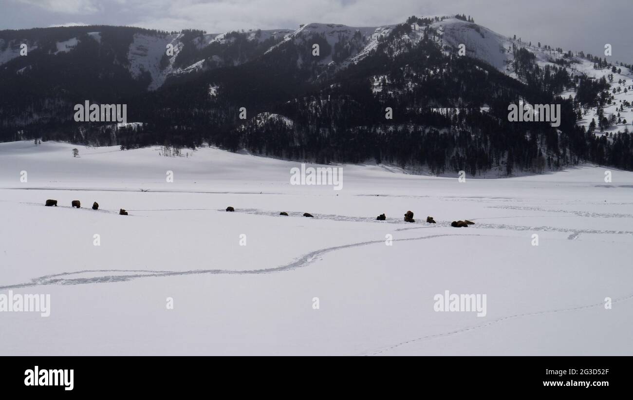 Ynp tourism hi-res stock photography and images - Alamy