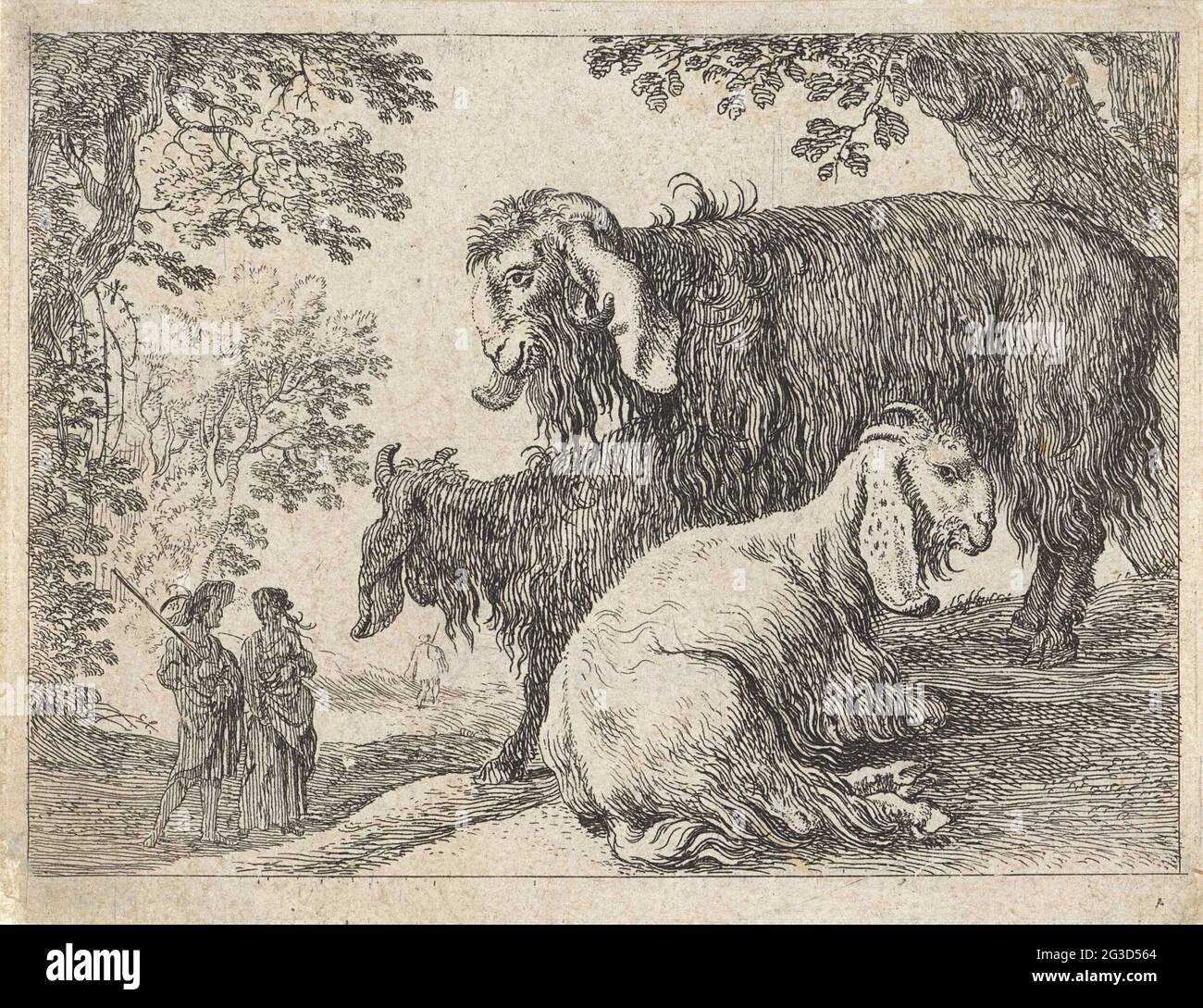 Angora sheep; Landscapes with animals. Three angora sheep under a tree ...