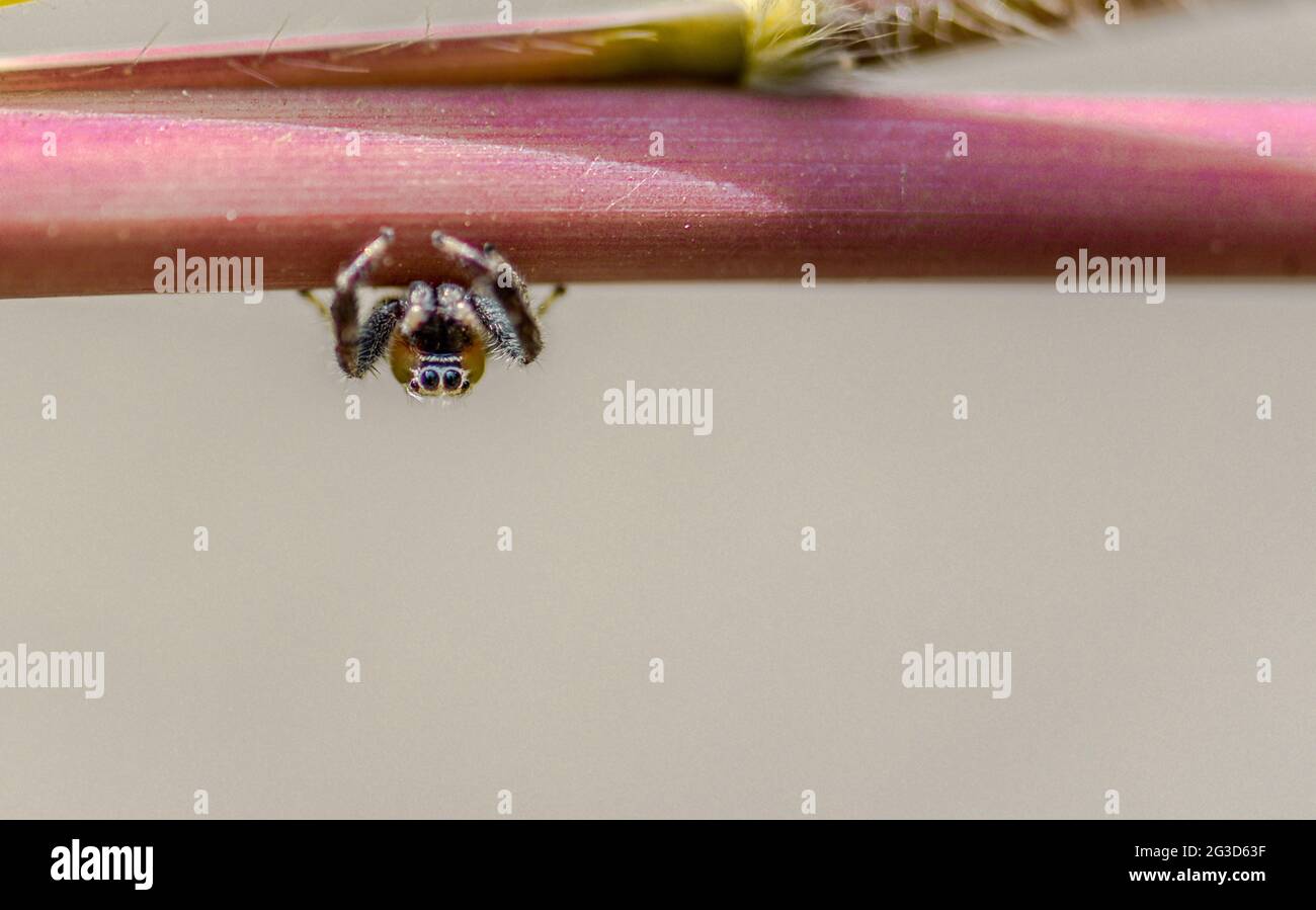 Cute little spider with big eyes, hanging from a long red leaf upside ...