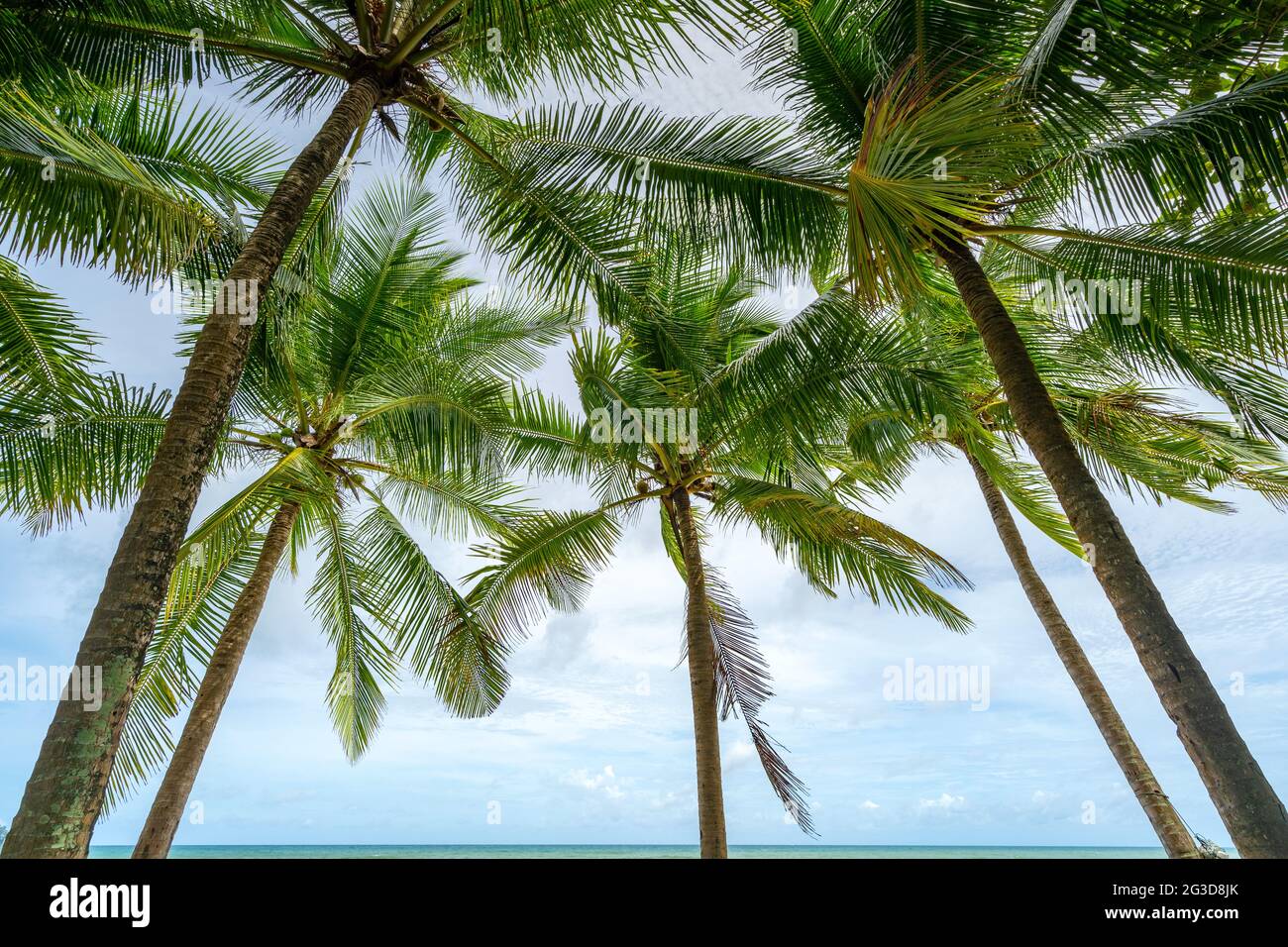 Summer season background amazing Coconut palm trees Beautiful natural ...