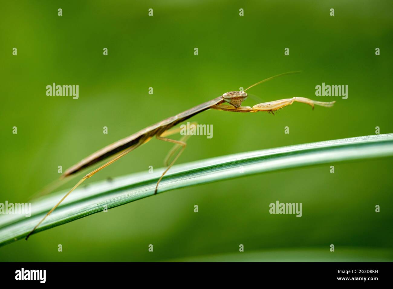 Juvenile Praying mantis (Tenodera species) - North Carolina Arboretum ...