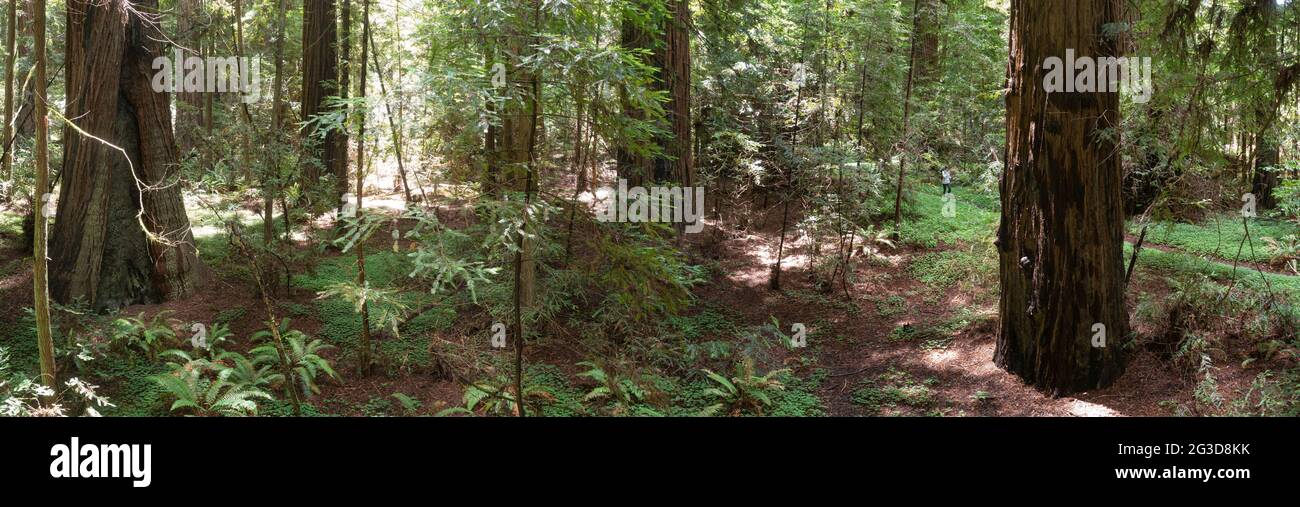 Coastal Redwood trees, Sequoia sempervirens, and other vegetation ...