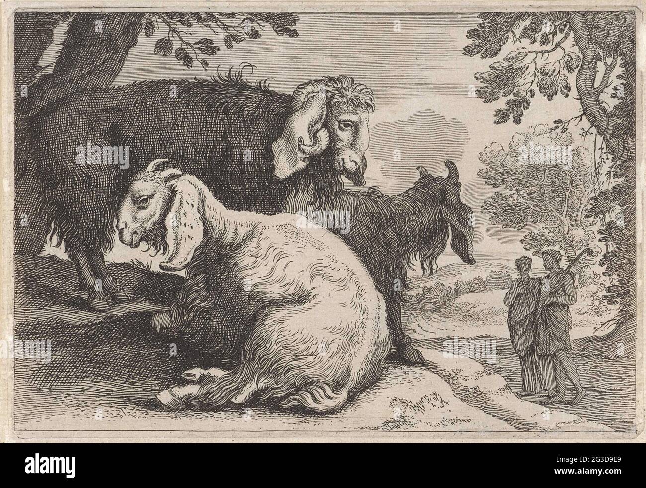 Angoraschapen; Landscapes with animals (series a). Three angorashes ...