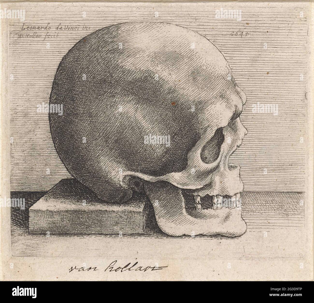 Anatomical study of a skull hi-res stock photography and images - Alamy