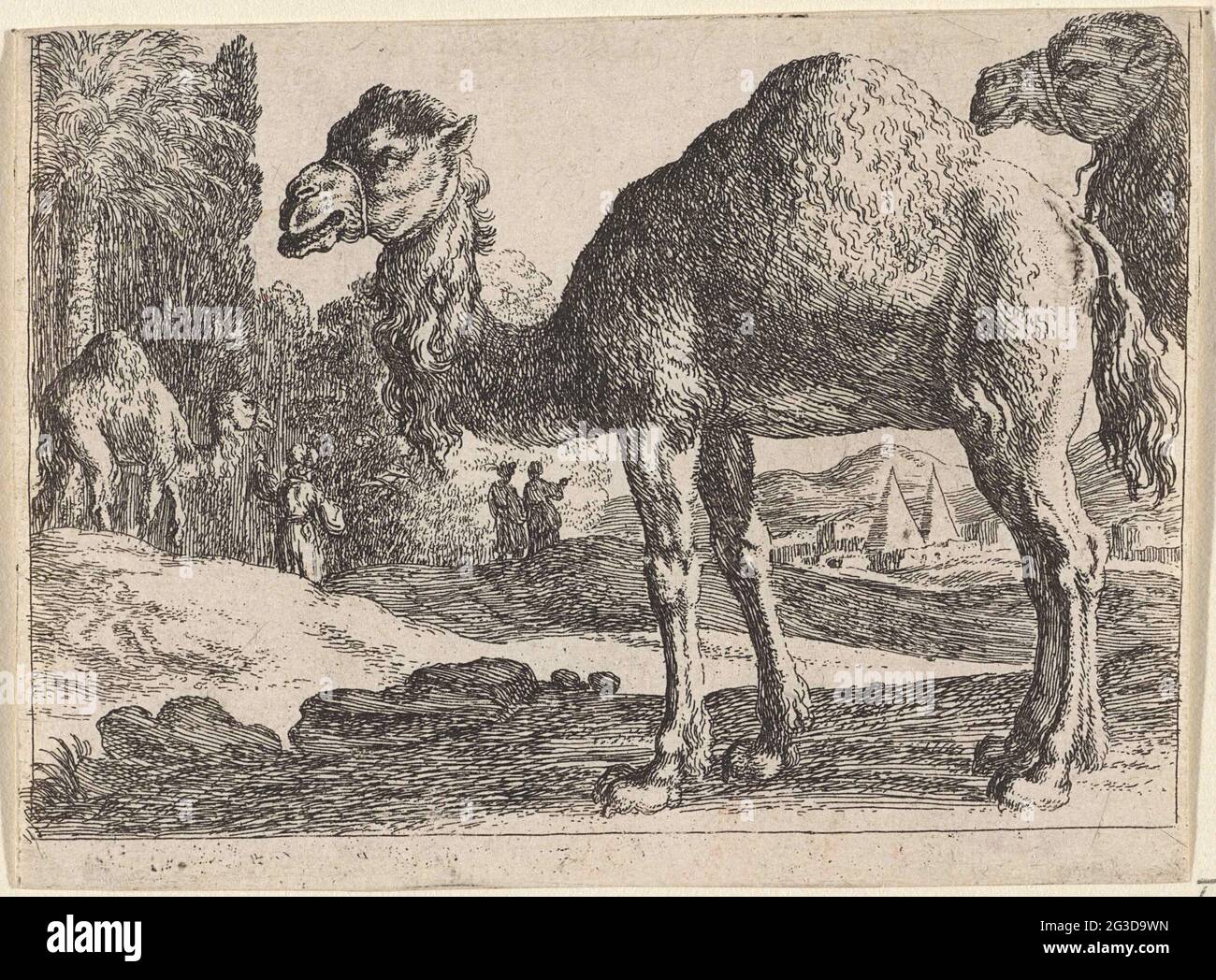 Camels; Landscapes with animals. Behind two camels a man leads a third ...