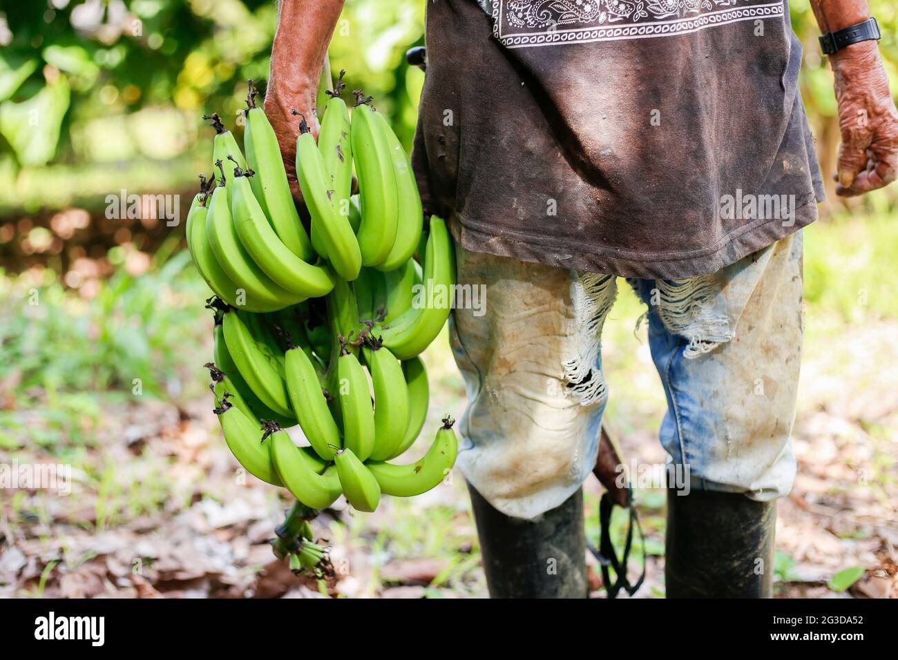 Male farmer eating bananas in hi-res stock photography and images - Alamy