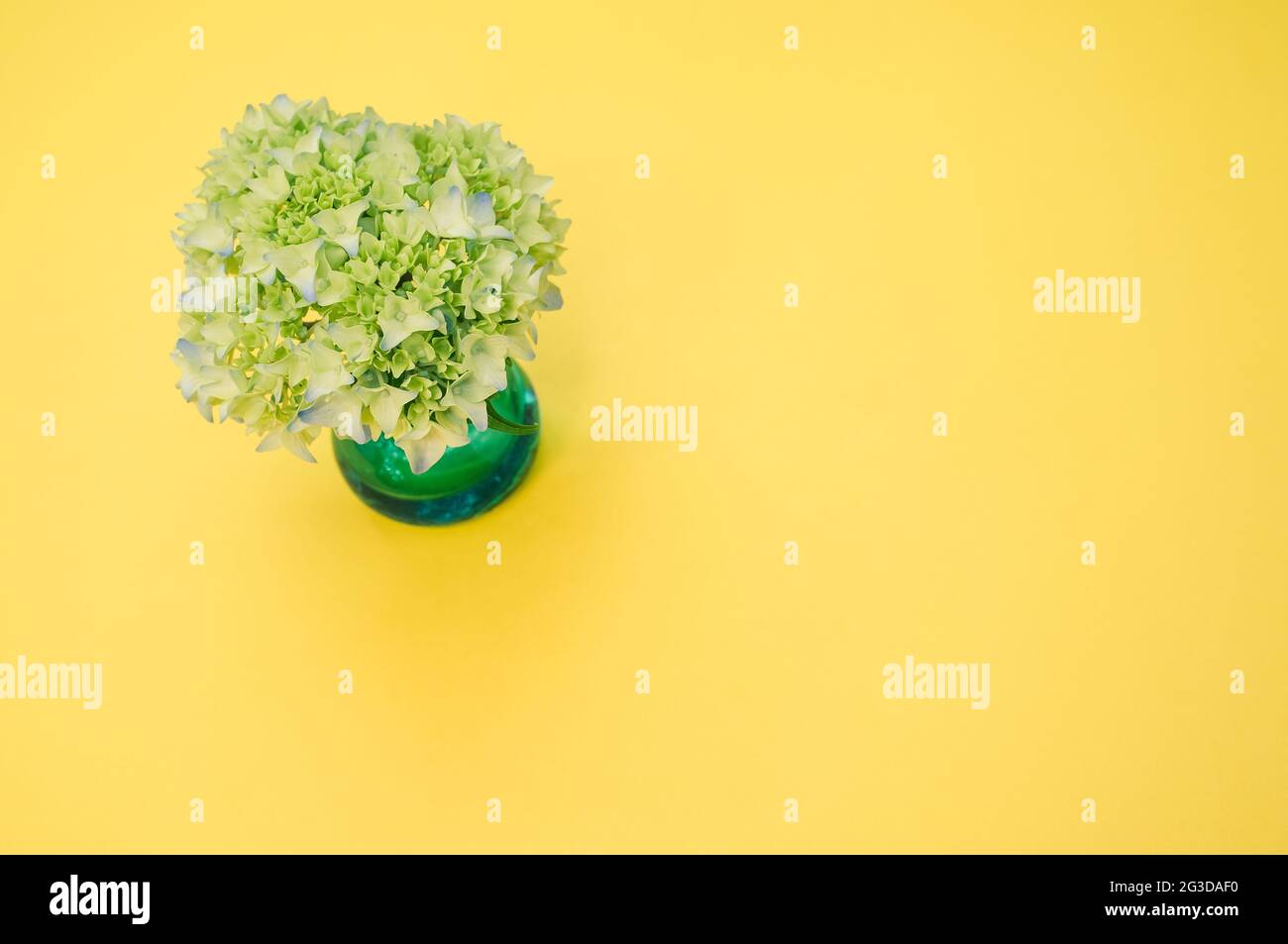 High angle shot of french hydrangea buds in a vase on a yellow surface ...