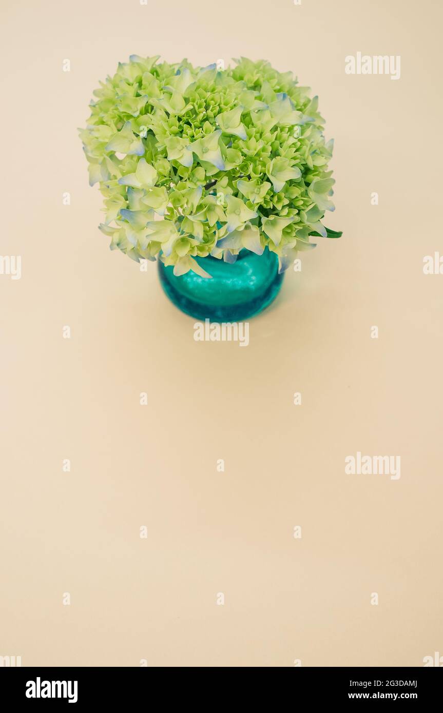 Vertical shot of french hydrangea buds in a vase on a light brown ...