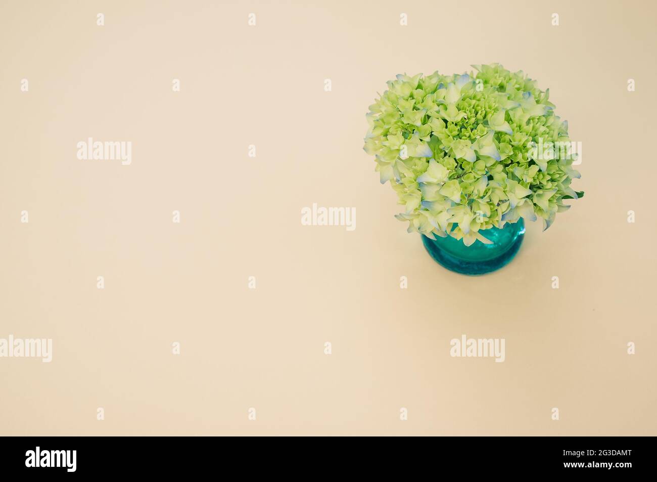 Closeup of french hydrangea buds in a vase on a light brown surface ...