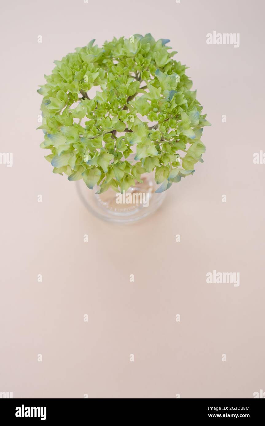 Vertical shot of french hydrangea buds in a vase on a light brown ...