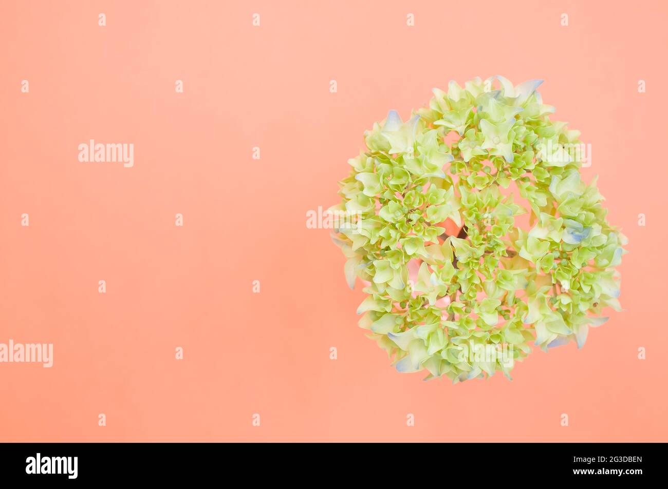 Top view of french hydrangea buds on an orange surface with space for ...
