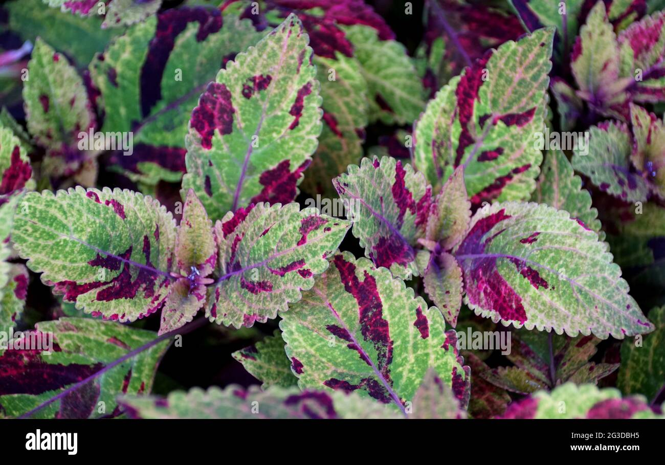 Beautiful colorful Coleus 'Mighty Mosaic' annual plant Stock Photo - Alamy