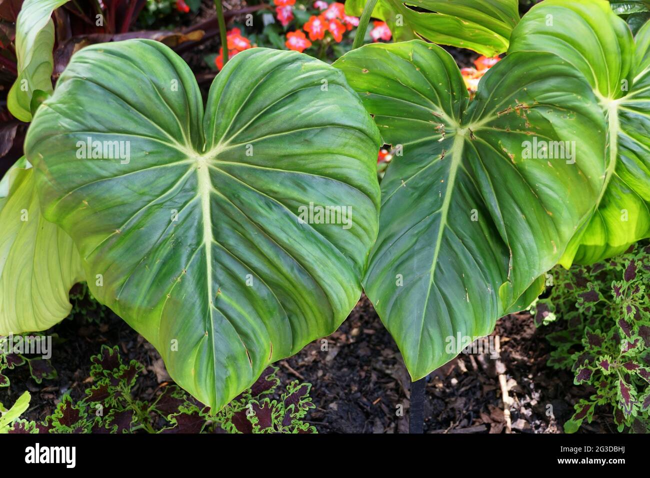 Big green leaves hi-res stock photography and images - Alamy