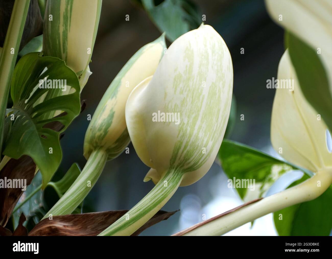 Large flower buds of a variegated Monstera Deliciosa Albo plant Stock ...
