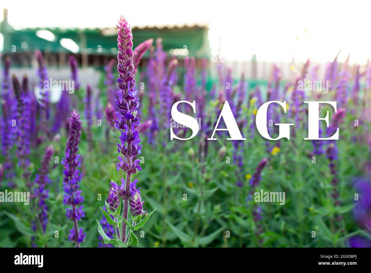 Sage close hi-res stock photography and images - Alamy