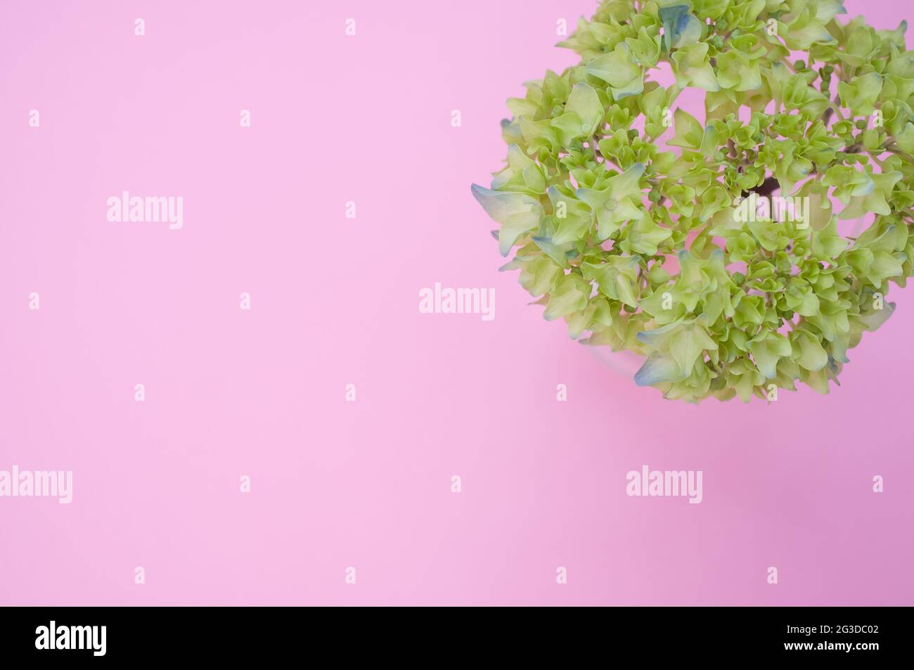 Top view of french hydrangea buds on a pink surface with space for text ...