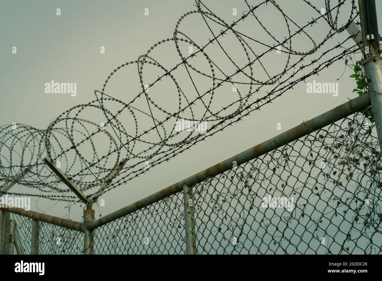 Prison security fence. Barbed wire security fence. Razor wire jail ...