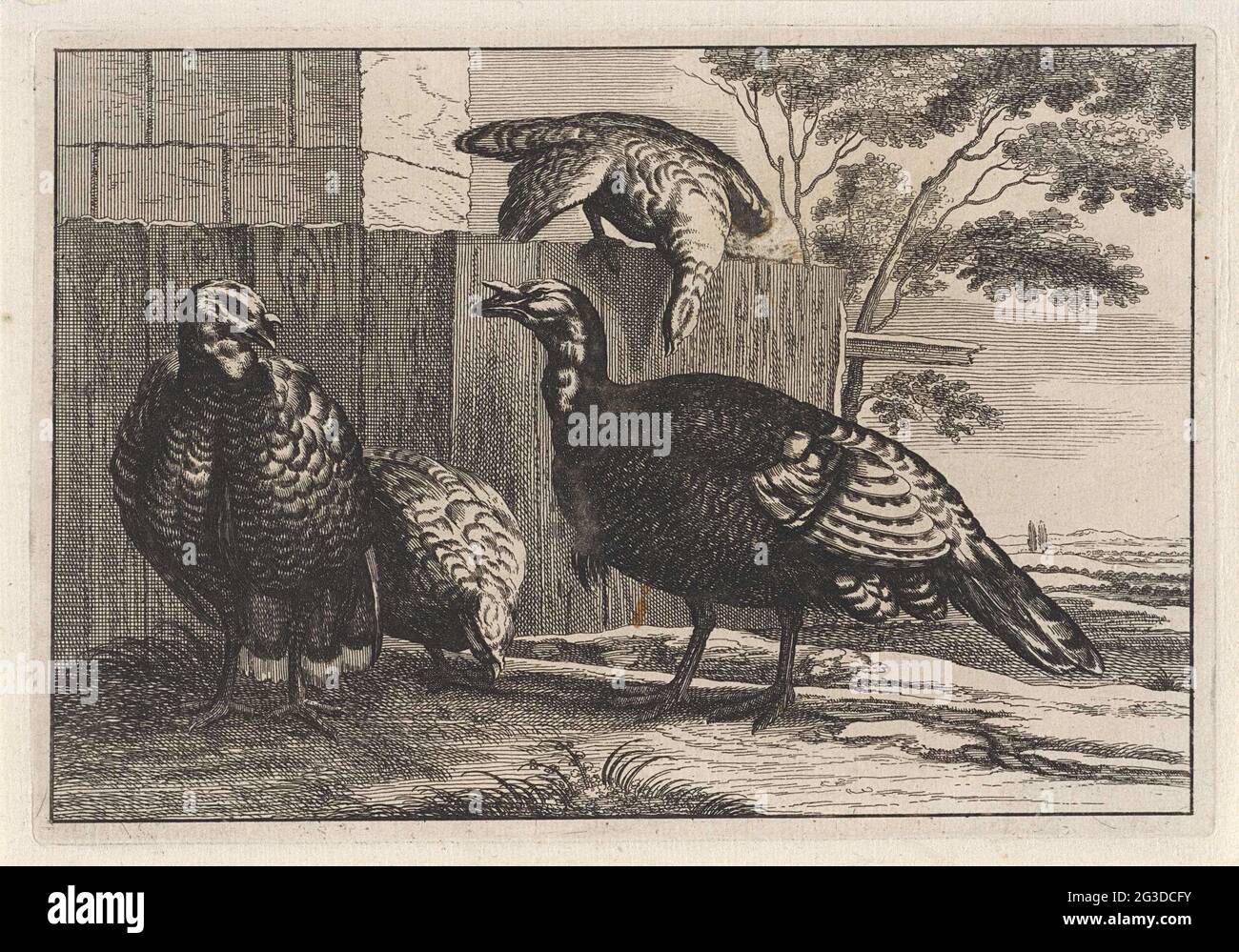 Four different species of birds hi-res stock photography and images - Alamy