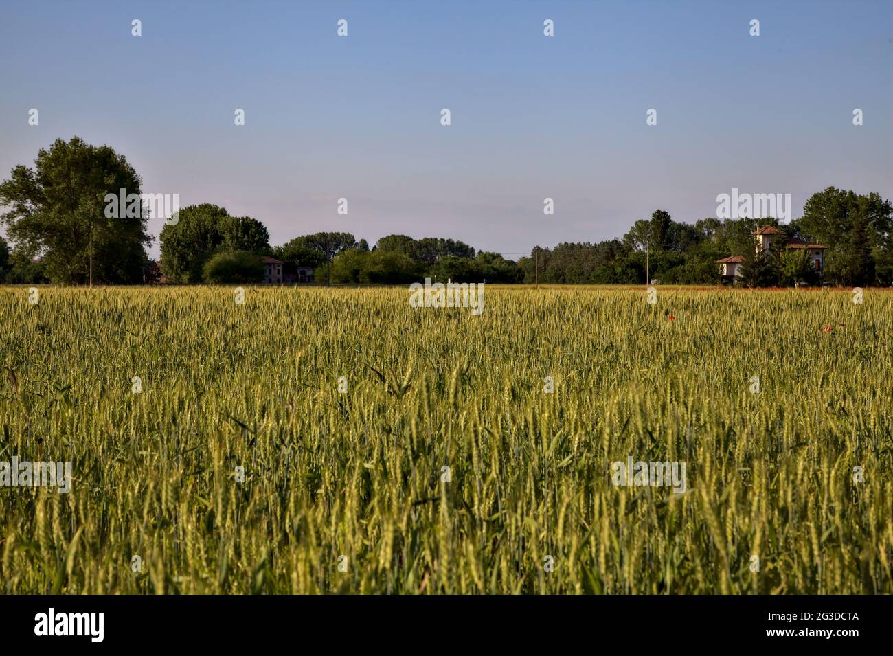 Wheat field farm house in distance hi-res stock photography and images ...