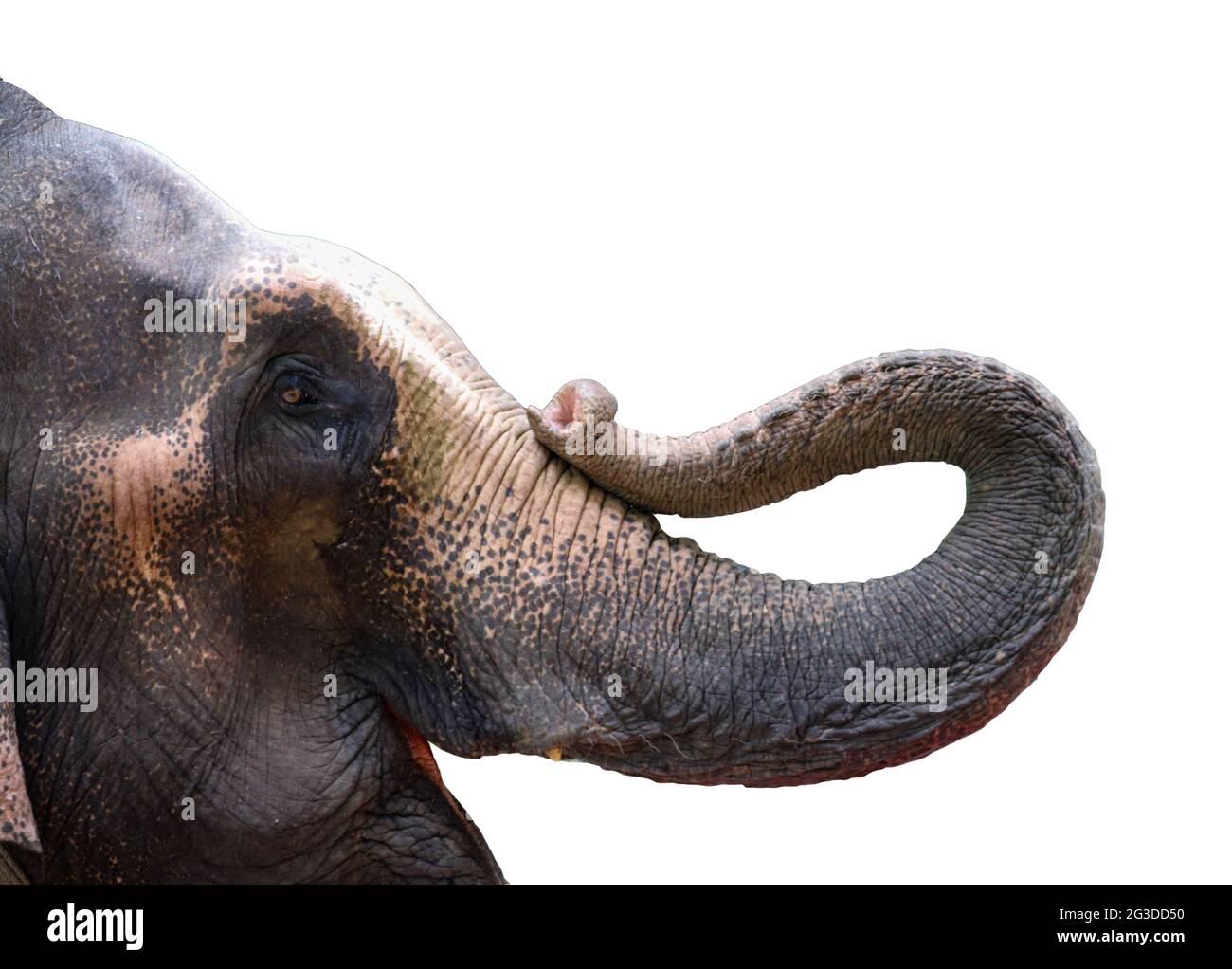 A happy Asian elephant head close-up, isolated on white background ...