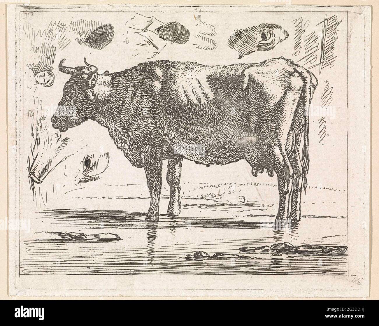 Standing cow in the water. Standing cow in the water. Around etching ...