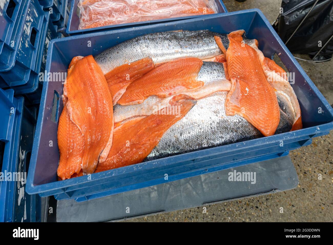Many pieces of red fish fillet, salmon trout lie in a large plastic box ...