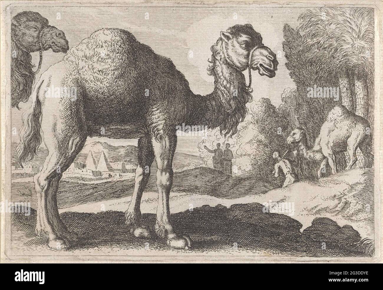 Camels; Landscapes with animals (series a). Behind two camels a man ...