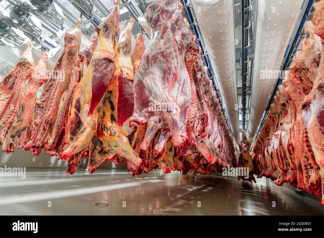 Lots of beef carcasses hang in the large refrigerator. Refrigerating ...