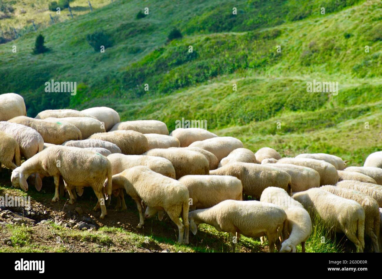 Group of white sheep Stock Photo - Alamy