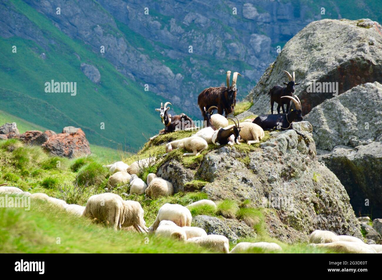 Sheep and goats on a high mountain pasture in the Dolomites, Italy ...