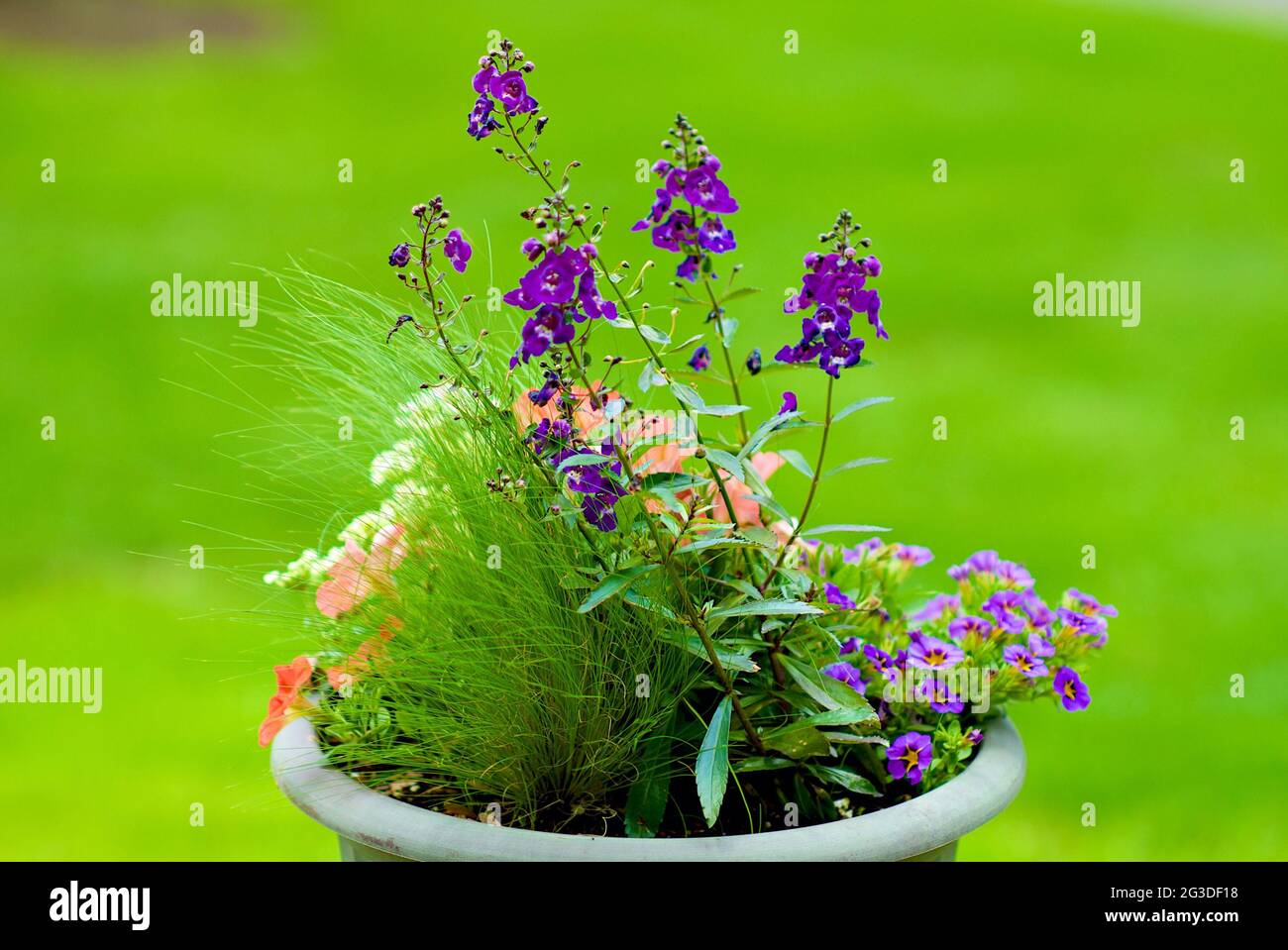 A colorful, natural bouquet of flowers in a flower pot in focus against ...