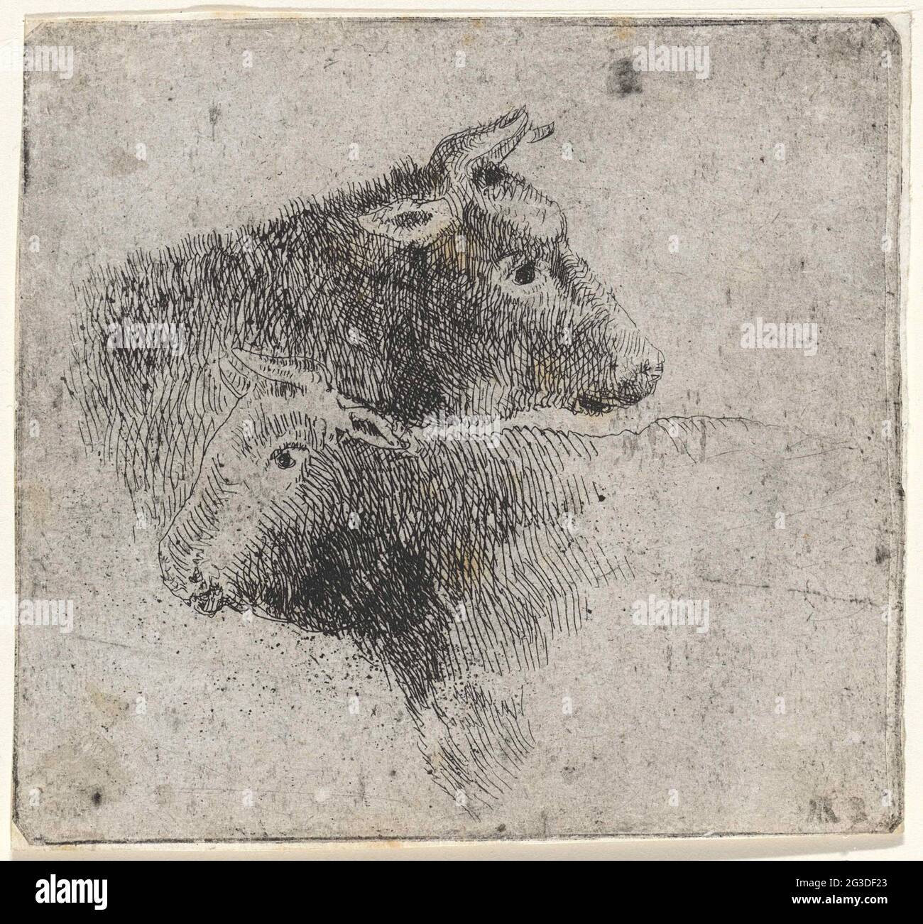 Two cow cups Stock Photo - Alamy