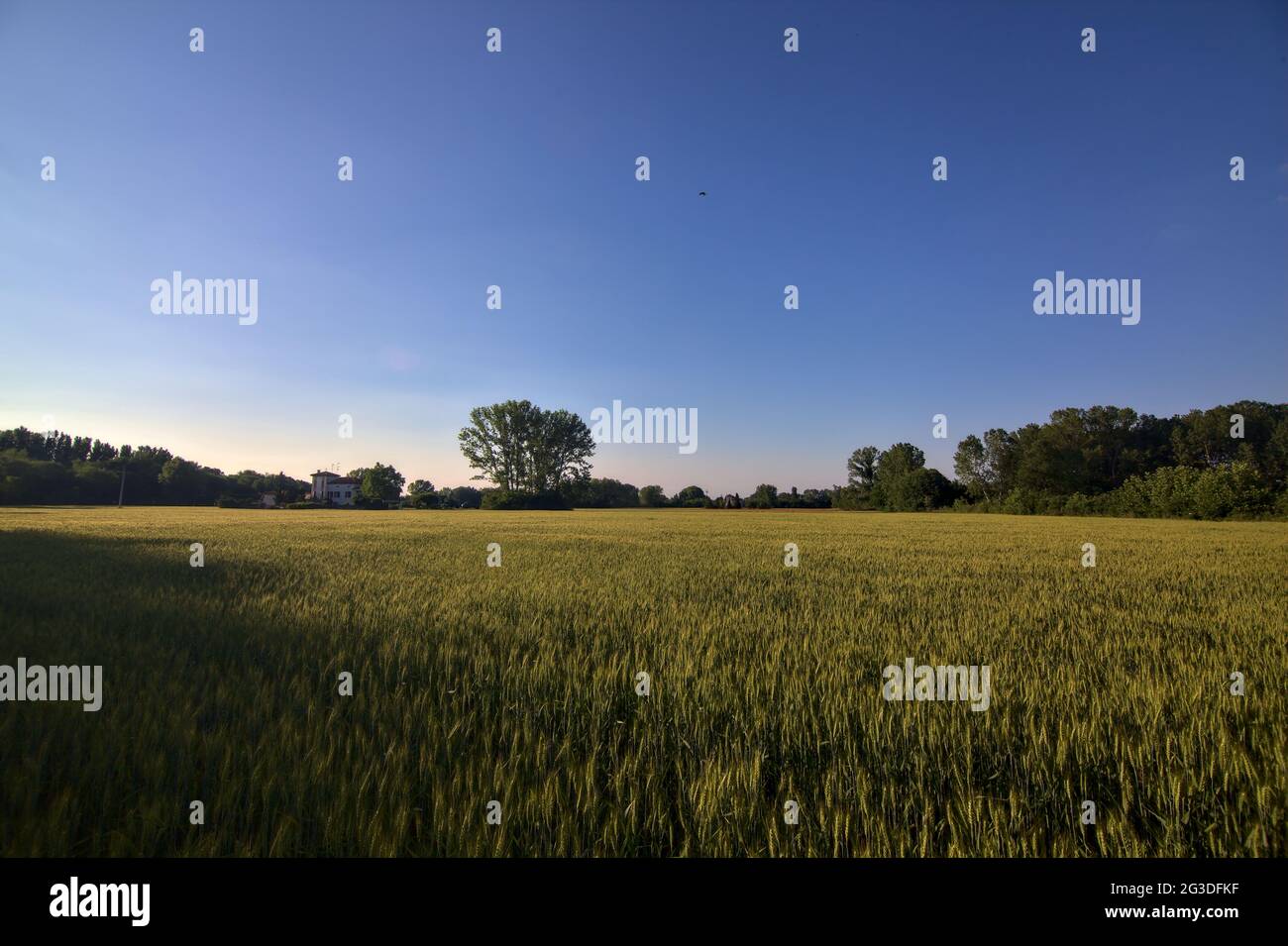 Wheat field farm house in distance hi-res stock photography and images ...
