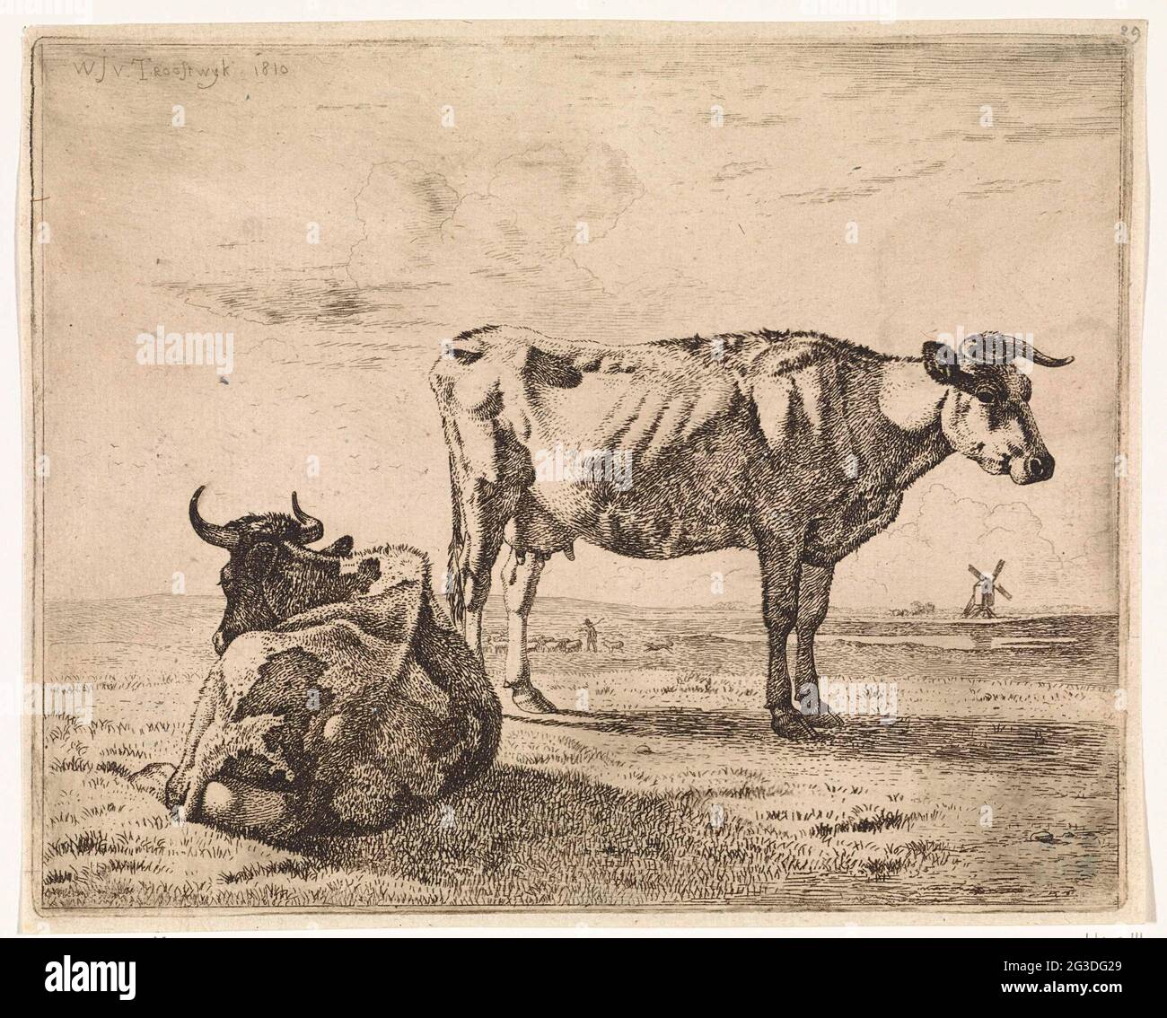 Lying and standing cow in a meadow. A landscape and standing cow in a ...
