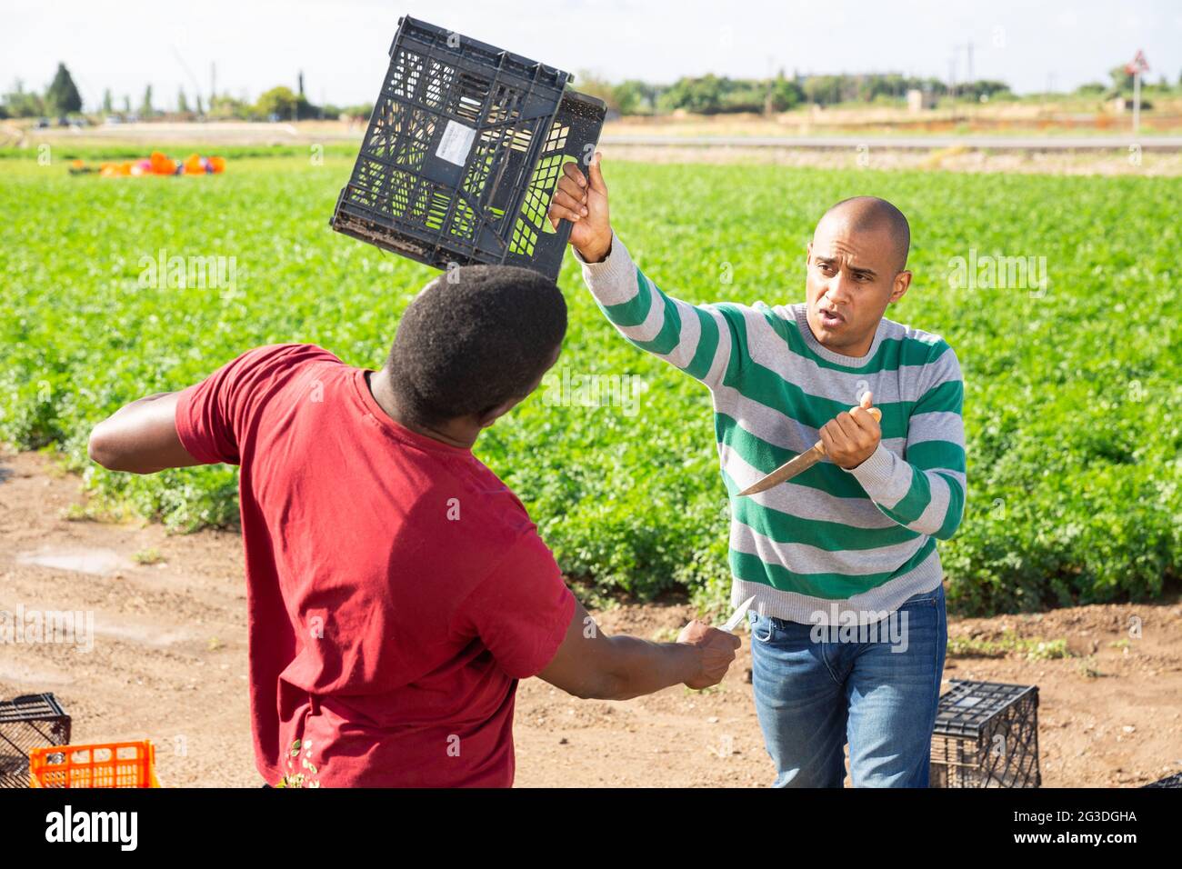 Farm workers with knifes fighting on field Stock Photo - Alamy
