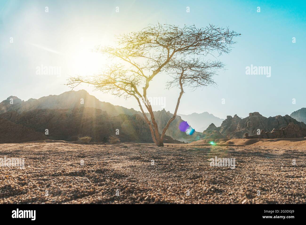 valley in the desert with an Acacia tree with mountain rock and clouds ...