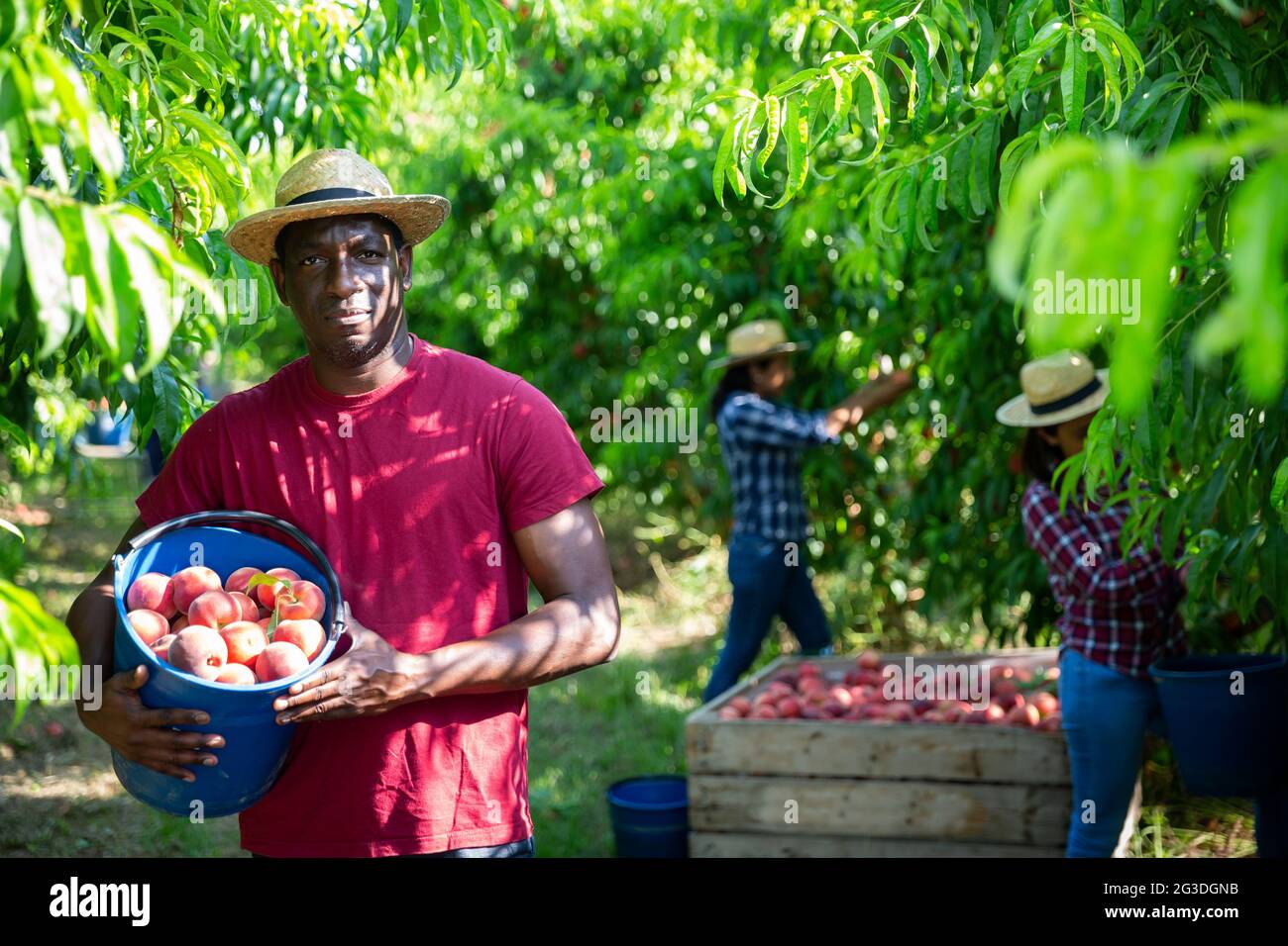 Aframerican farmer holding bucket with peaches in orchard Stock Photo ...