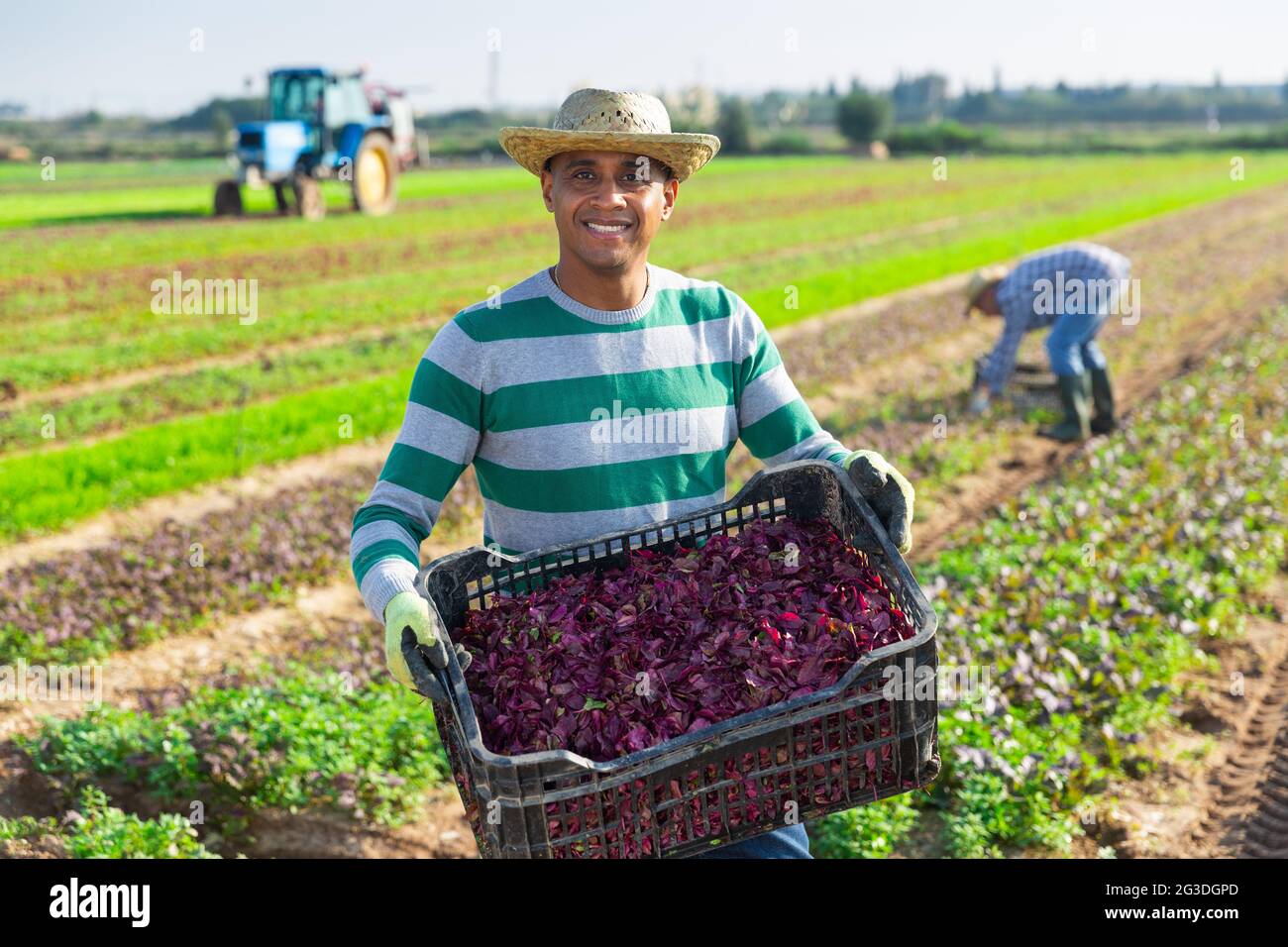 Mexicans Working In Fields