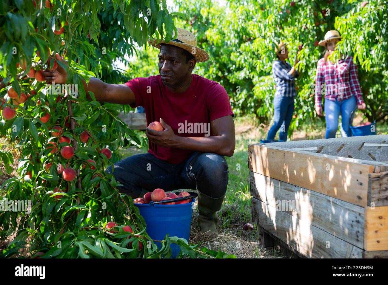 African American farm worker harvesting peaches in fruit garden Stock ...