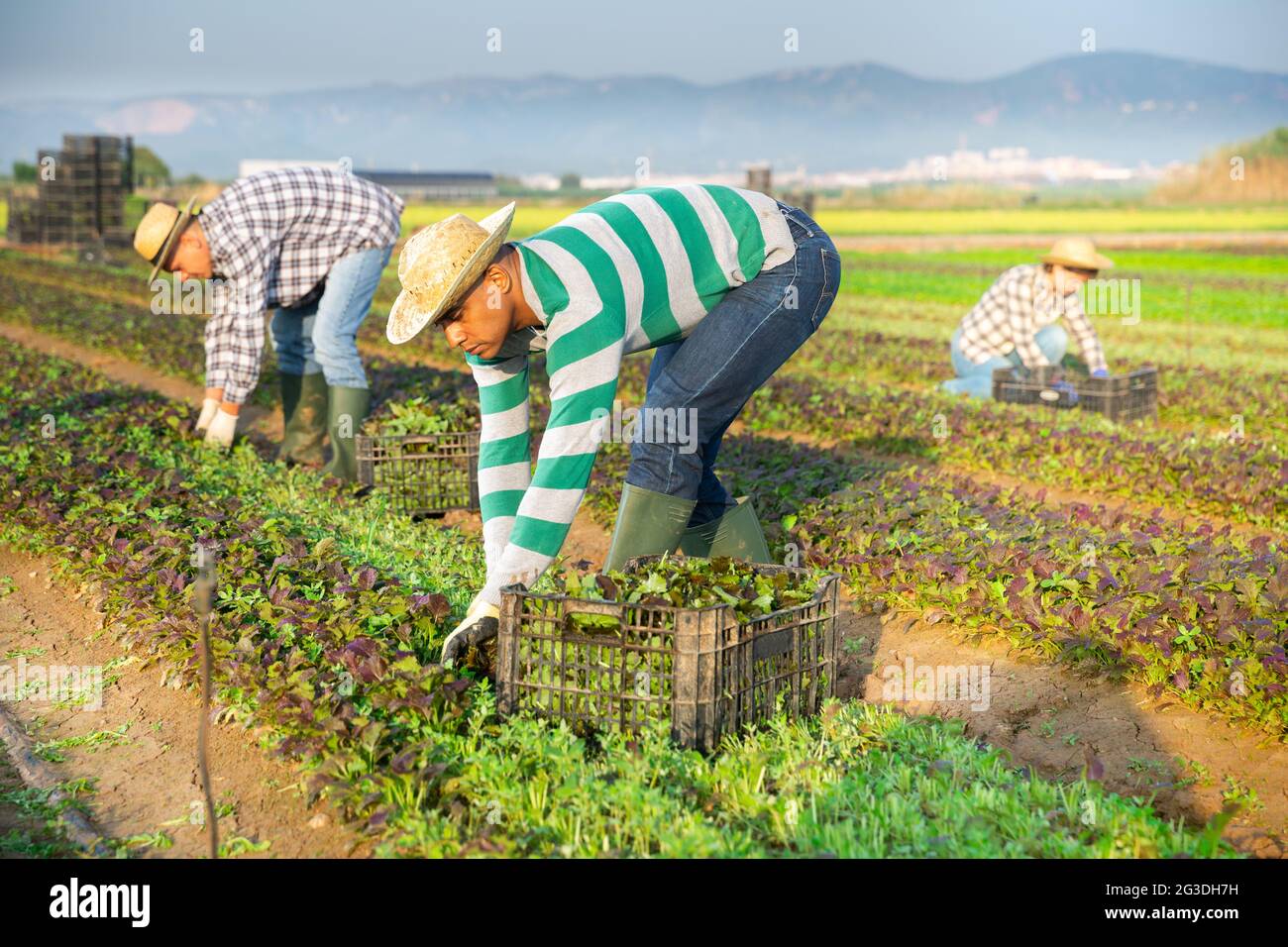 Hispanic field worker hi-res stock photography and images - Alamy